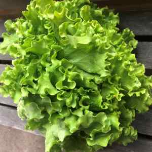 All Products - Swallowtail Farm